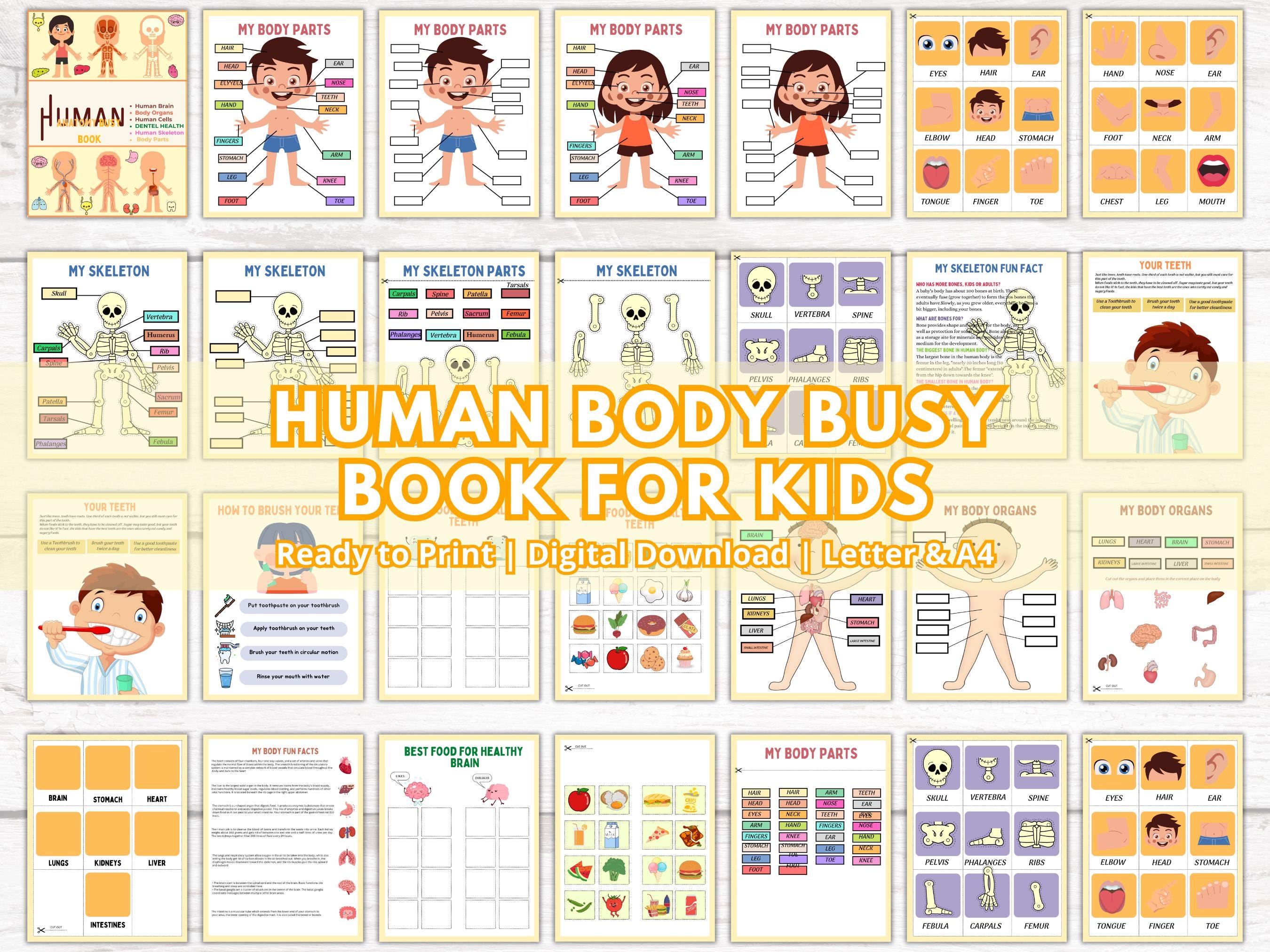Montessori Human Body Busy Book Printable – Preschool Anatomy Learning ...