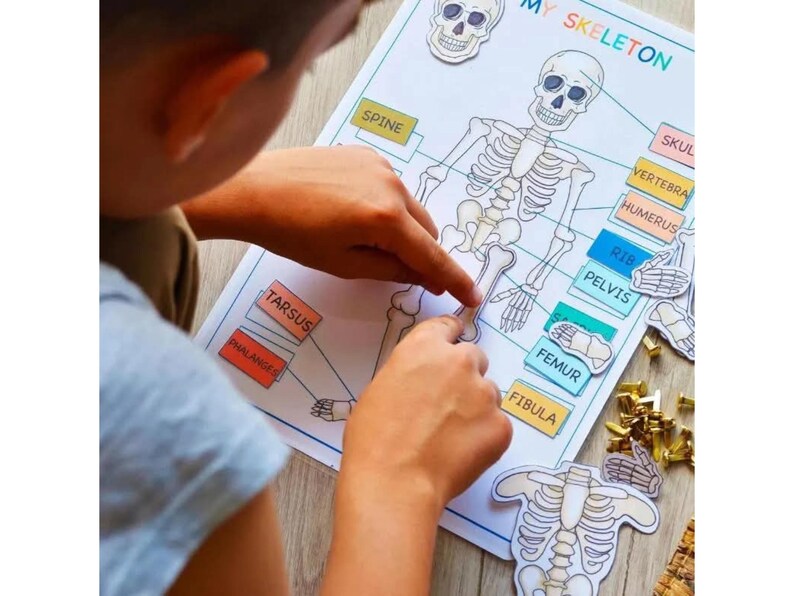 Human Body Busy Book Printable | Anatomy Worksheets PDF for Kids ...