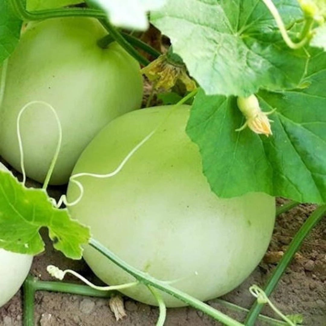 Sakata Sweet Melon Heirloom Seeds | Easy-to-grow, Juicy & Fragrant ...