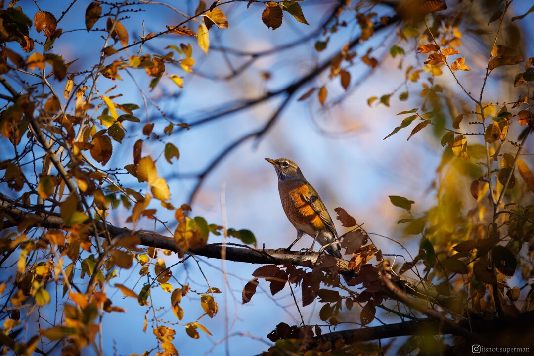 PHOTO PRINT - American Robin Little Bird Portrait Nature Wildlife ...