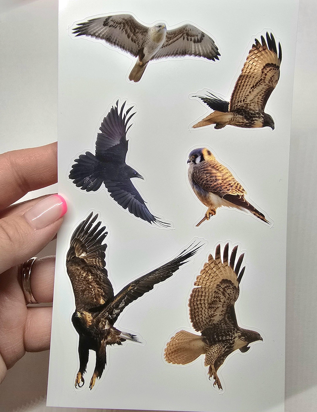 MINI STICKER SET -- Bird Photography Eagle Hawk Raven Falcon Hi-res ...