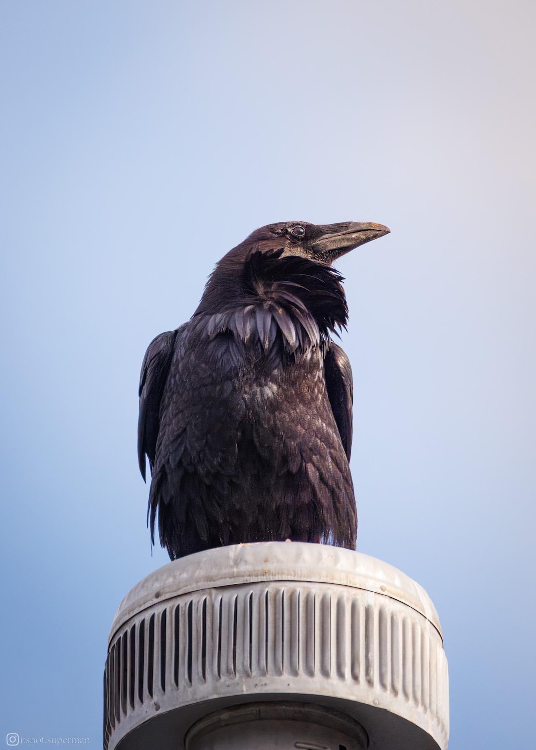 PHOTO PRINT - Raven Portrait Corvid Bird Nature Wildlife Gothic Birding ...