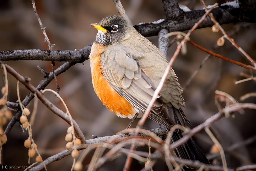 PHOTO PRINT - American Robin Little Bird Portrait Nature Wildlife ...