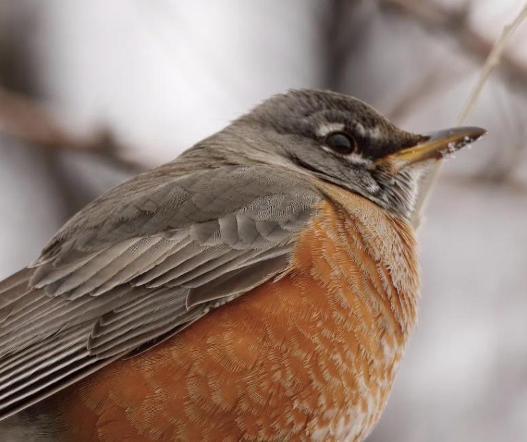 PHOTO PRINT - American Robin Little Bird Portrait Nature Wildlife ...