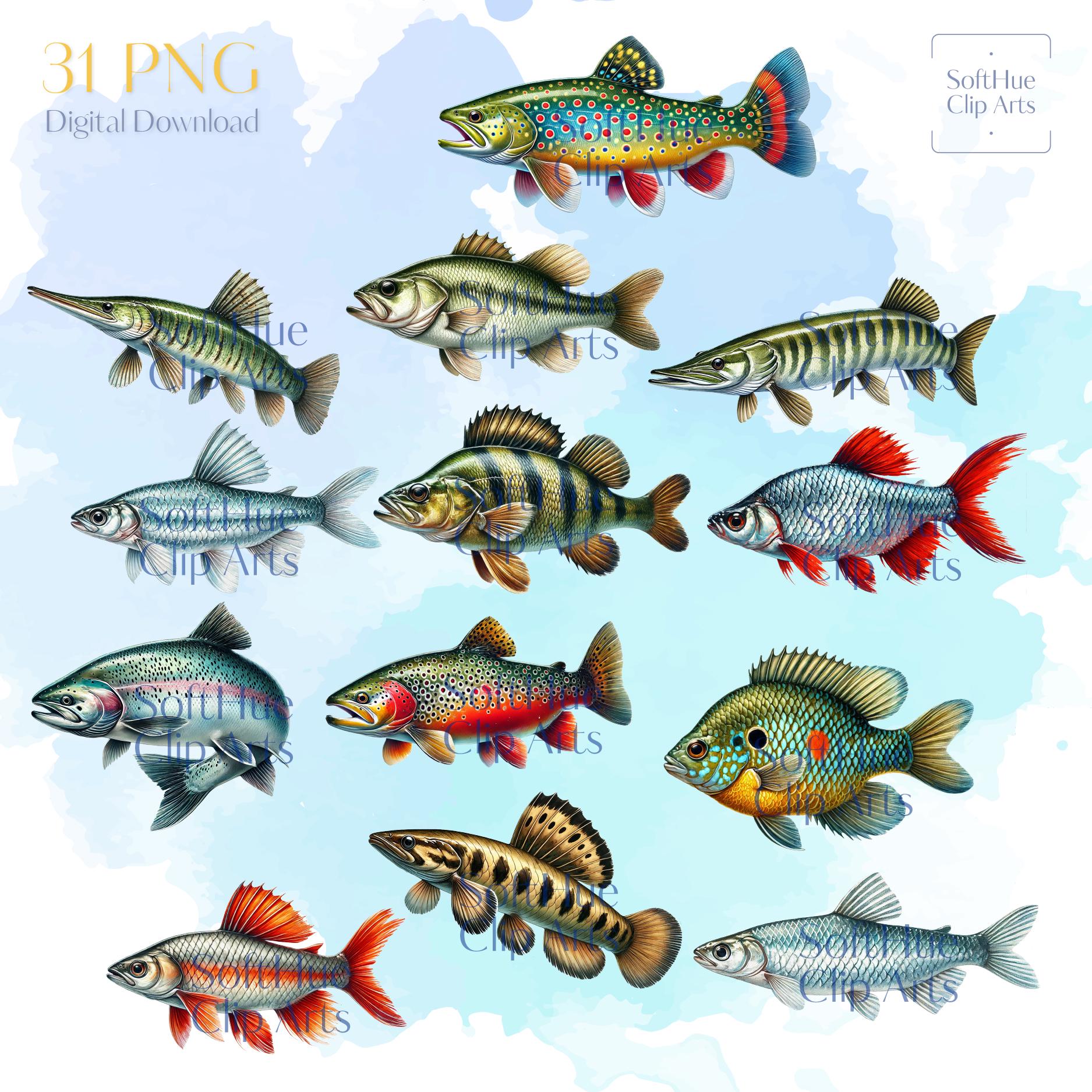 Freshwater Fish Clipart Bundle, 31 Watercolor Fishing Pngs, Bass Trout ...