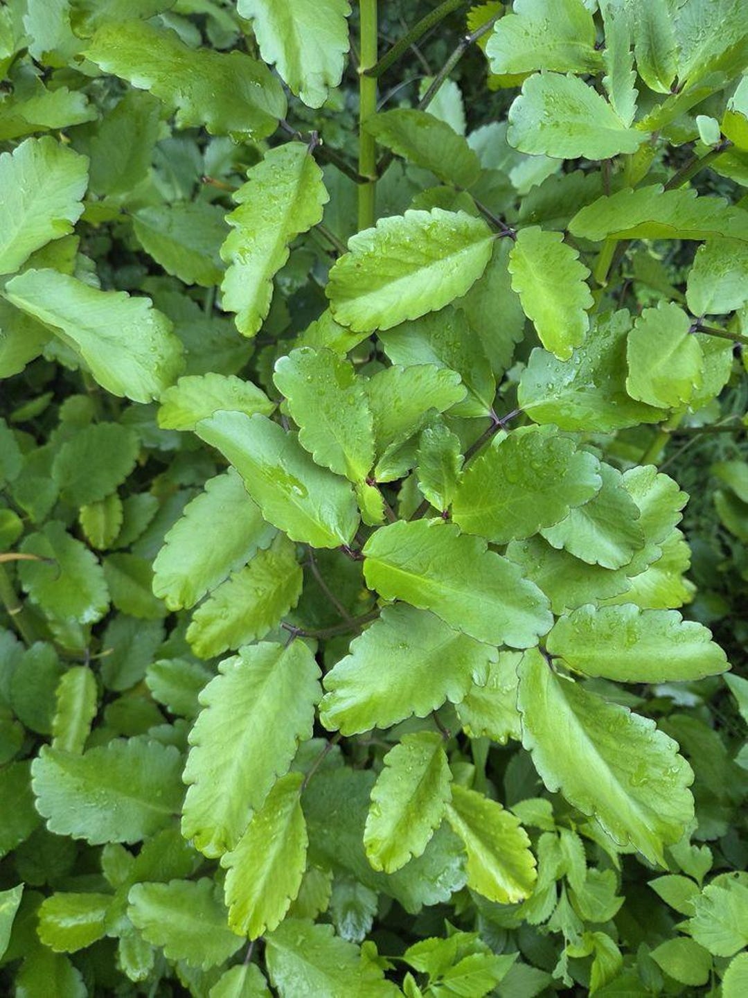 Miracle Leaf (bryophyllum Pinnatum) Medicinal Plant Dry Crushed Leaves ...