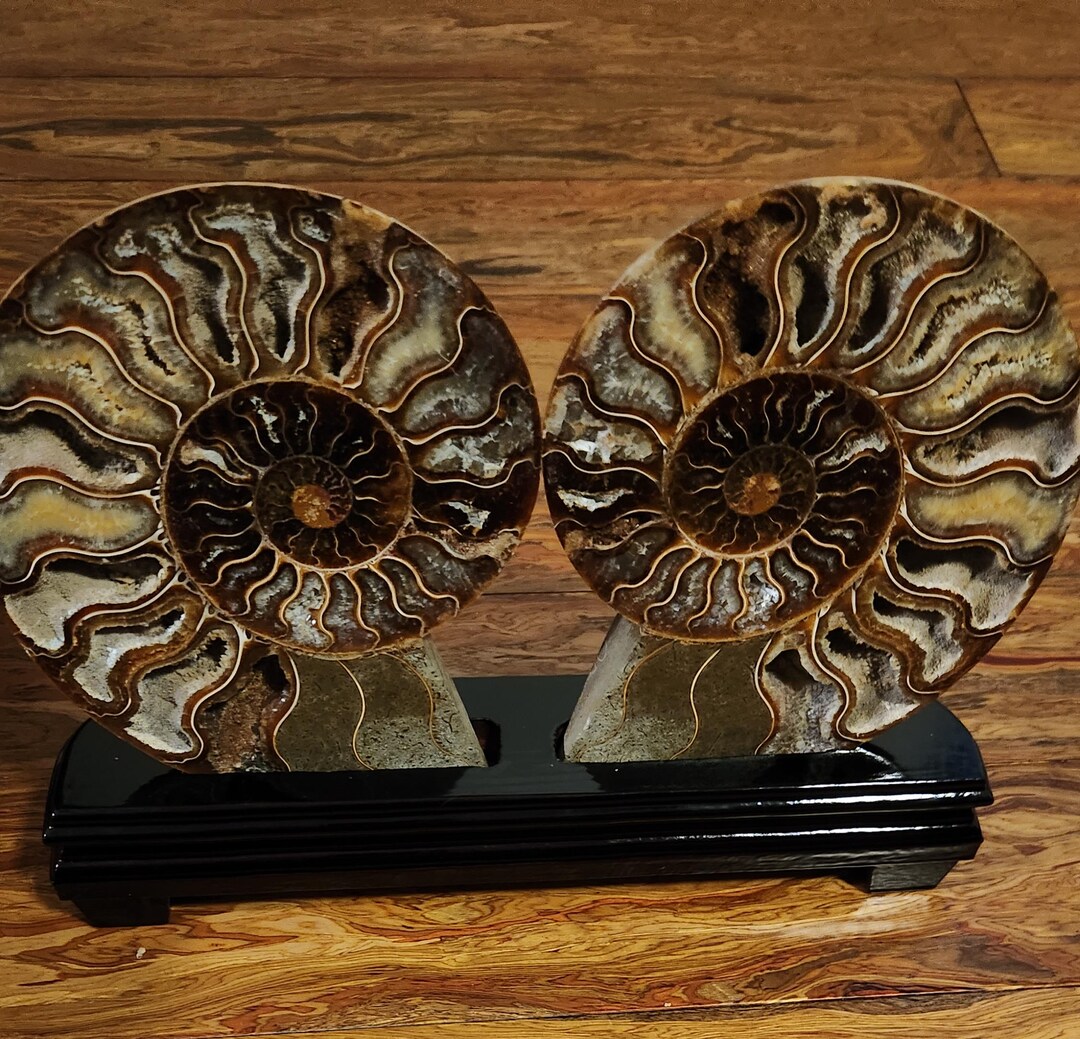 Madagascar Ammonite Fossil Pair With Custom Stand | Cut & Polished ...