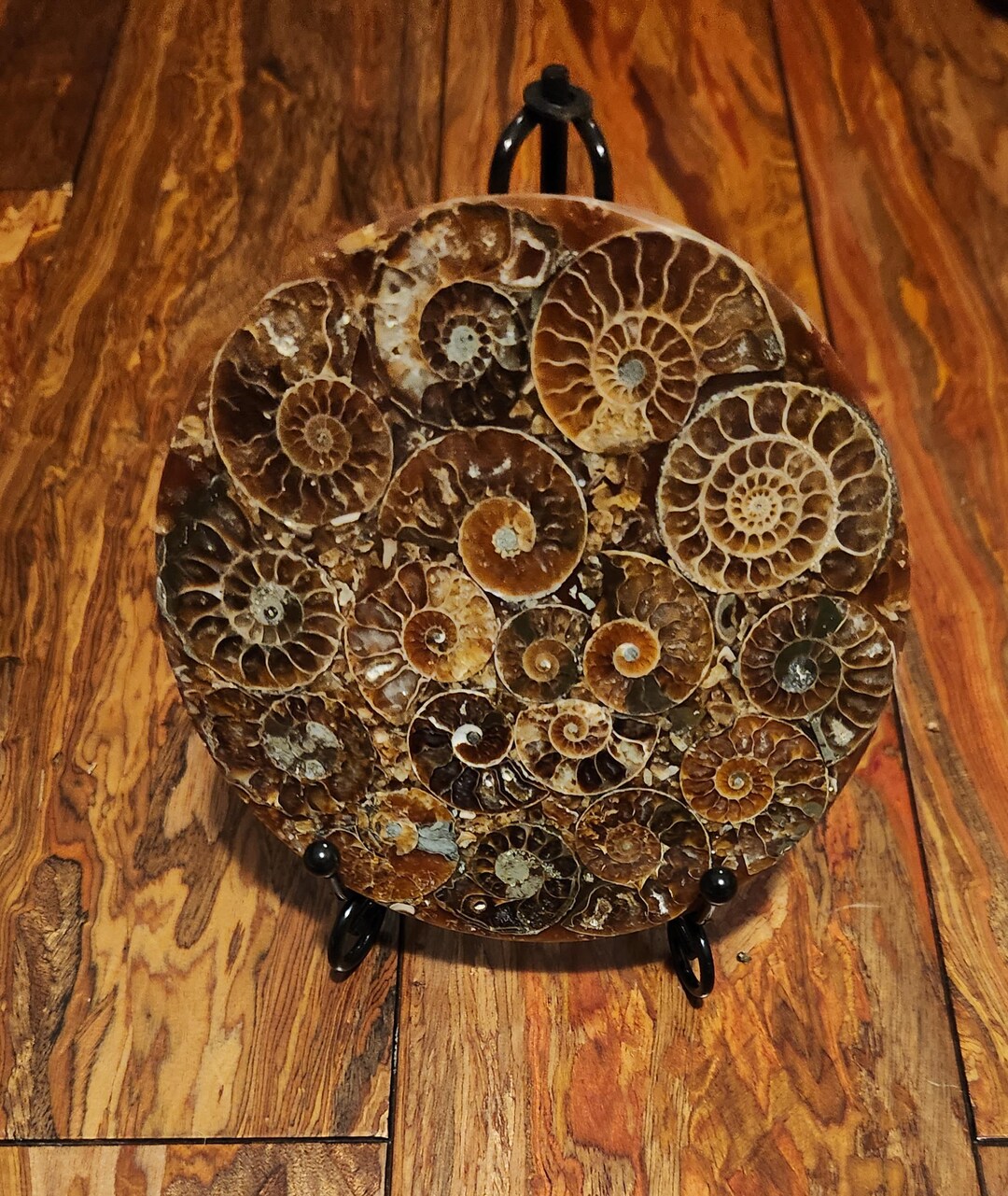 Ammonite Disc, Beautiful Display Disc, Fossil Ammonite, Cephalopods ...