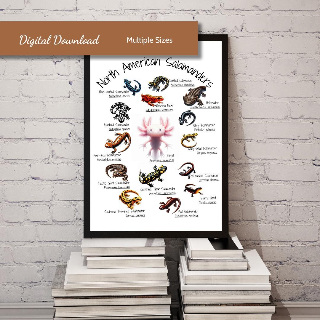 Salamanders of North America – Digital Download Educational Poster ...