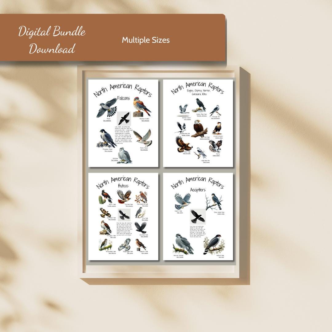 Raptors of North America – Educational Poster Bundle (digital Download ...