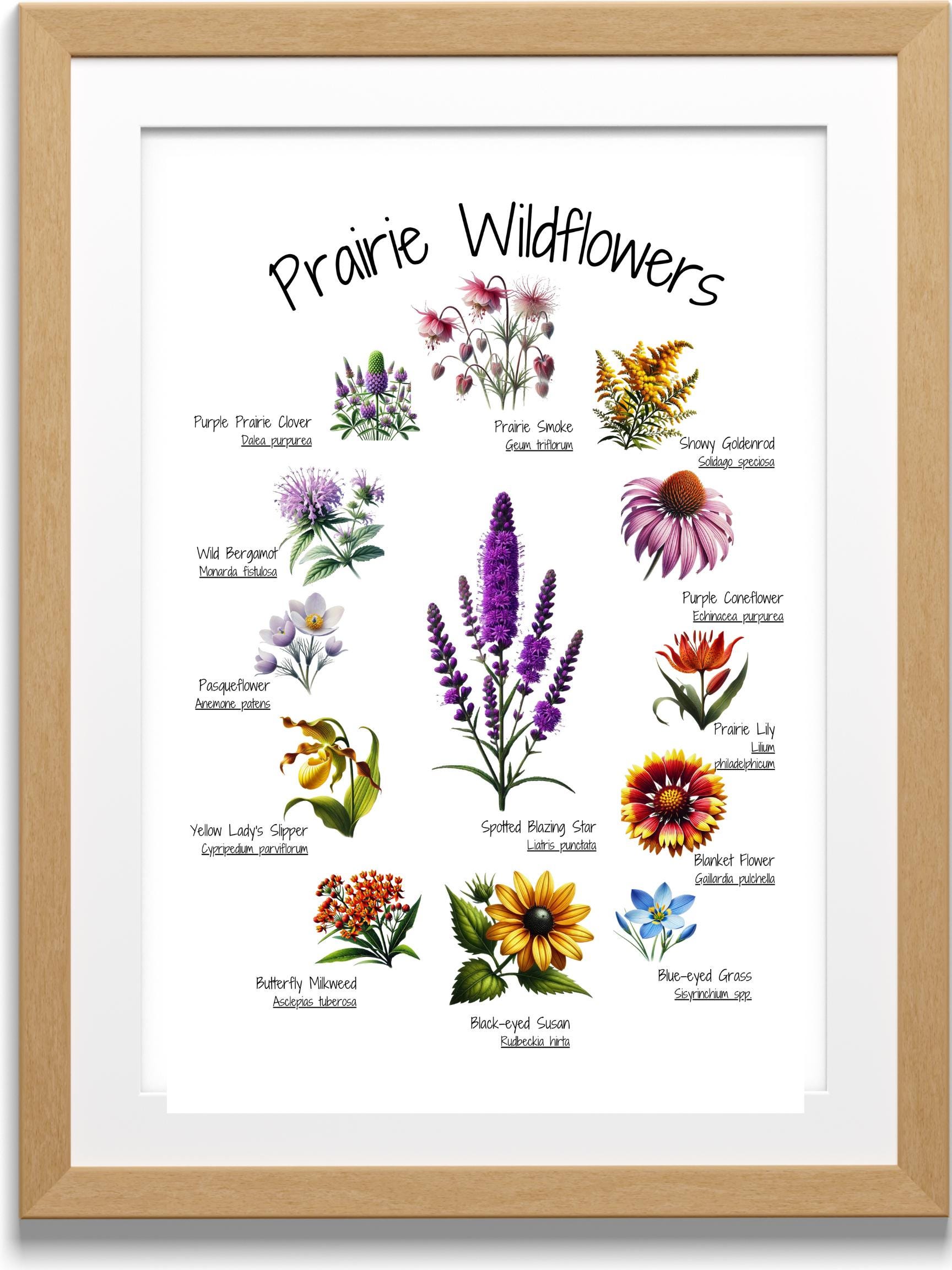 Prairie Wildflowers ID Chart; Poster; BONUS Educational Guide; Nature ...