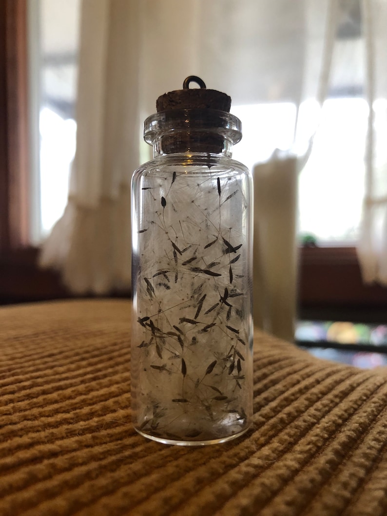 Wish Jars - Real Dandelion Seeds - Wish Bottle - Etsy