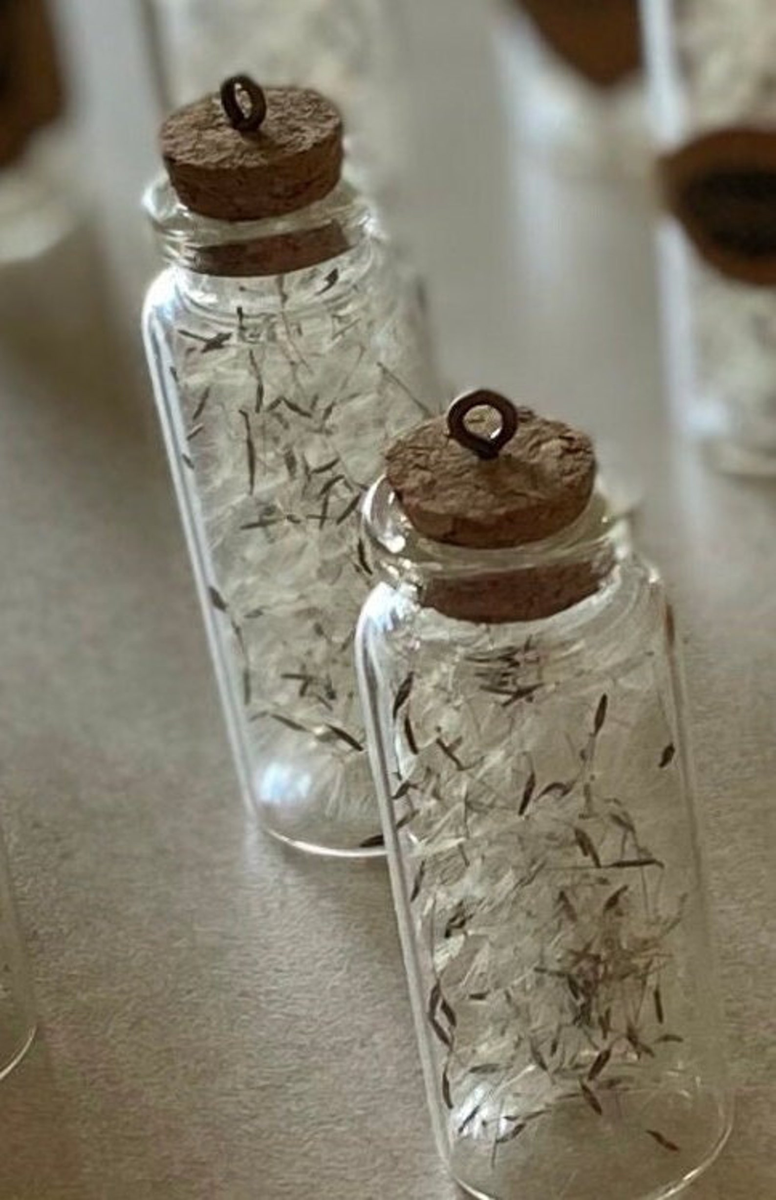 Wish Jars - Real Dandelion Seeds - Wish Bottle - Etsy