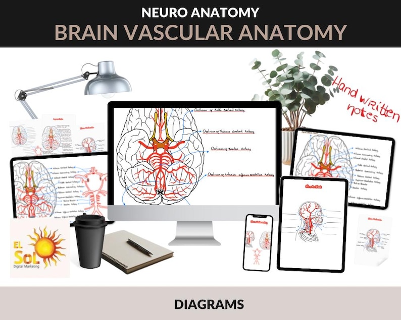 Brain Vascular Anatomy - Neuro Anatomy, Anatomy Handwritten Sketches ...