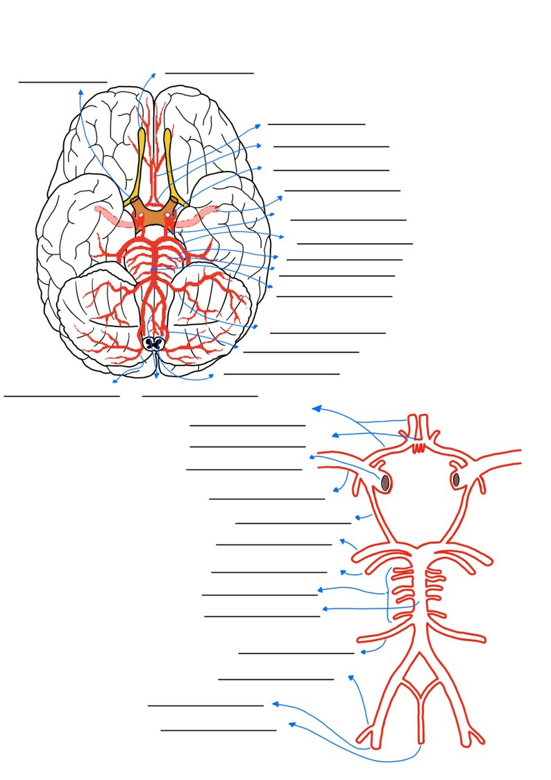 Brain Vascular Anatomy - Neuro Anatomy, Anatomy Handwritten Sketches ...