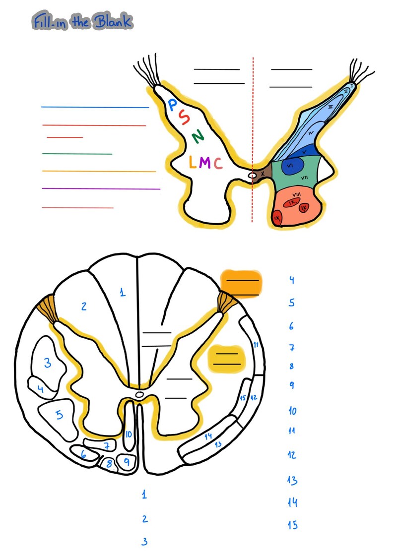 Spinal Cord - Neuro Anatomy, Anatomy Handwritten Sketches for Easy ...