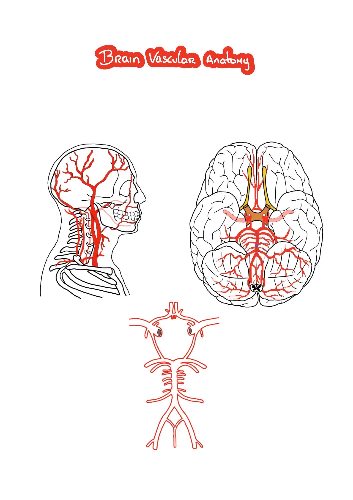 Brain Vascular Anatomy - Neuro Anatomy, Anatomy Handwritten Sketches ...