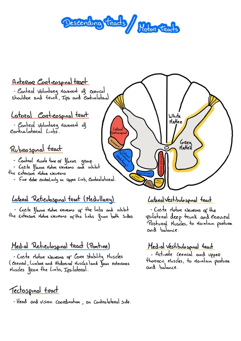 Spinal Cord - Neuro Anatomy, Anatomy Handwritten Sketches for Easy ...