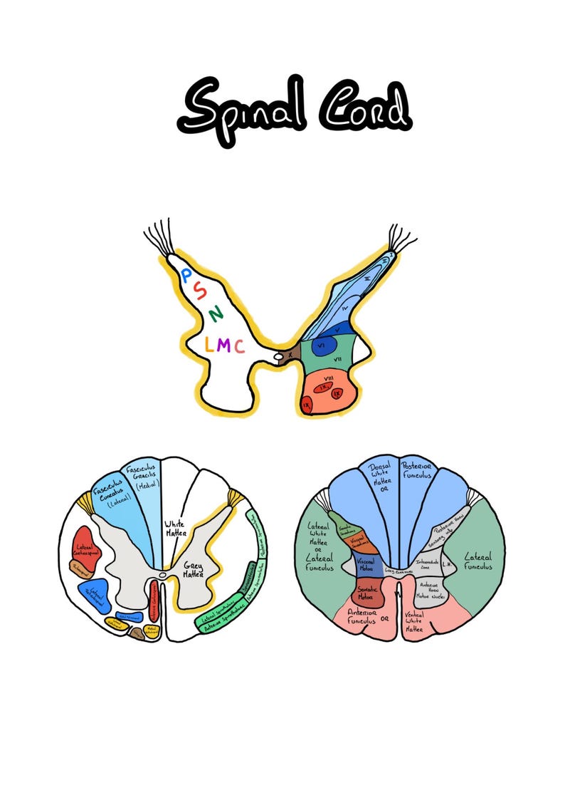 Spinal Cord - Neuro Anatomy, Anatomy Handwritten Sketches for Easy ...
