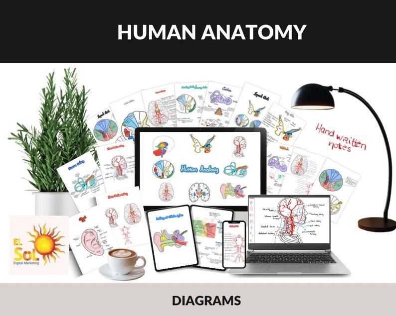 Brain Vascular Anatomy - Neuro Anatomy, Anatomy Handwritten Sketches ...