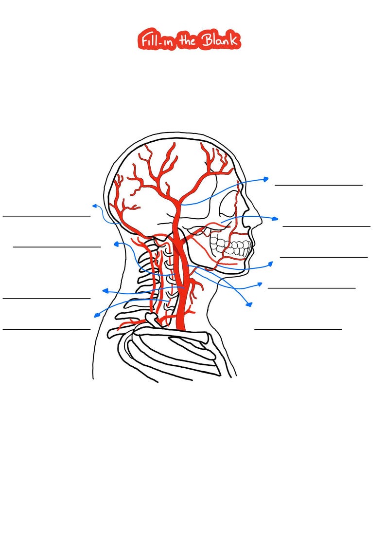 Brain Vascular Anatomy - Neuro Anatomy, Anatomy Handwritten Sketches ...