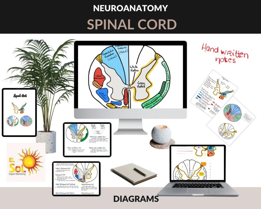 Spinal Cord - Neuro Anatomy, Anatomy Handwritten Sketches for Easy ...