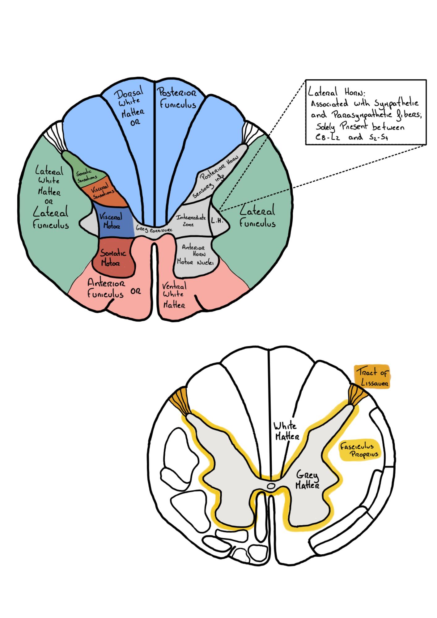 Spinal Cord - Neuro Anatomy, Anatomy Handwritten Sketches for Easy ...