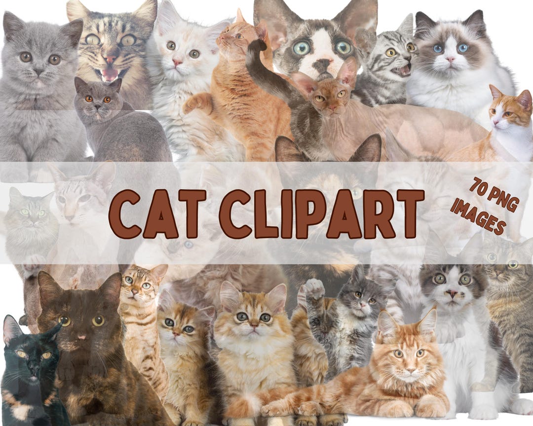 Realistic Cat Clipart | Transparent PNG Cat & Kitten Cutouts | Digital ...