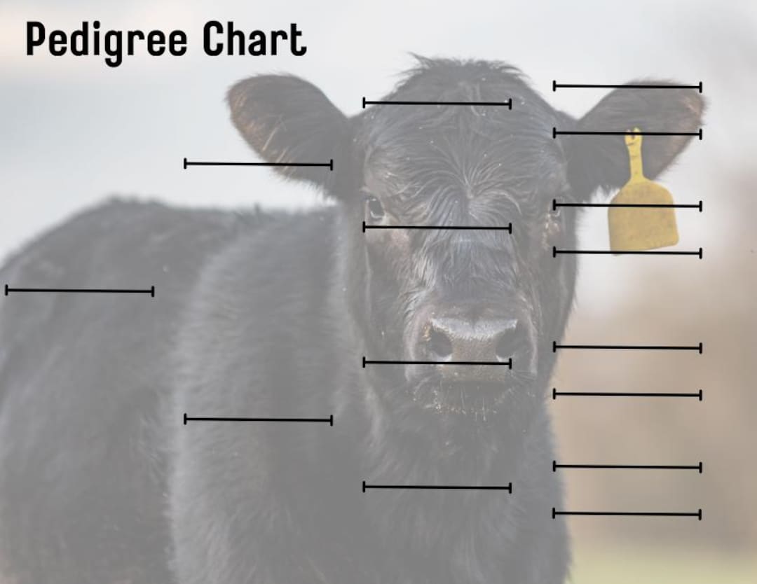 Angus Cattle Pedigree Chart, Lineage, History, Tracking, Digital ...