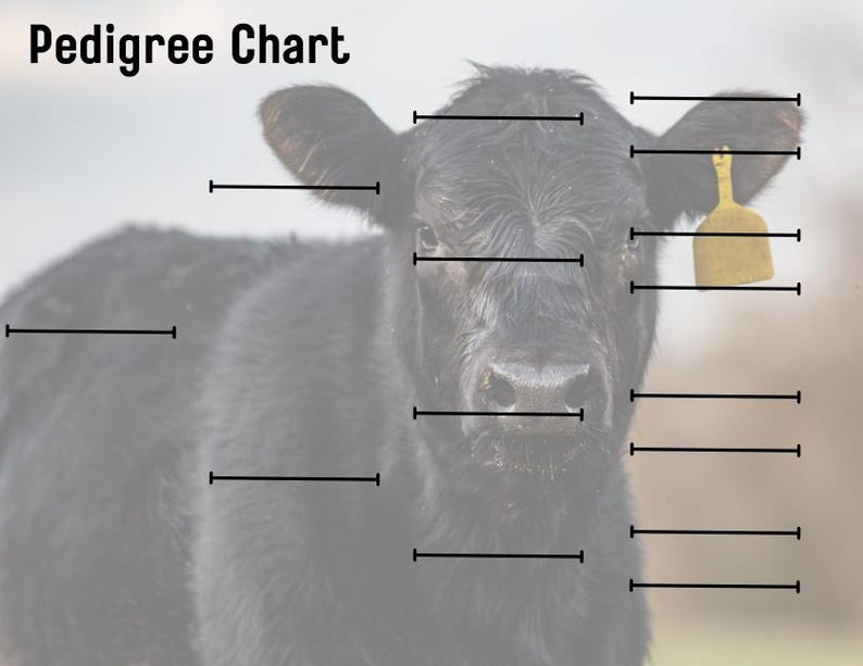 Angus Cattle Pedigree Chart, Lineage Tracker (digital Download) - Etsy