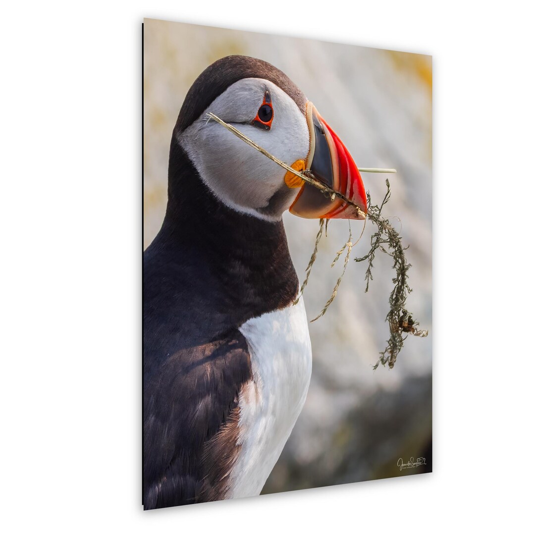 Atlantic Puffin With Nesting Material | Coastal Photography Print - Etsy
