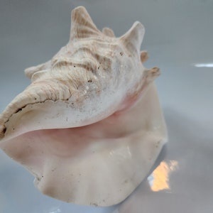 Strombus Gigas Pink Queen Conch Shell Medium Size Lip Ruffle Ocean ...
