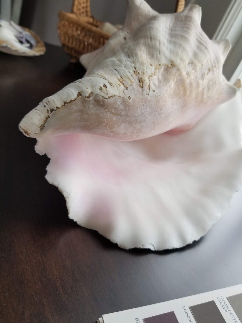 Strombus Gigas Pink Queen Conch Shell Extra Large Size Lip - Etsy