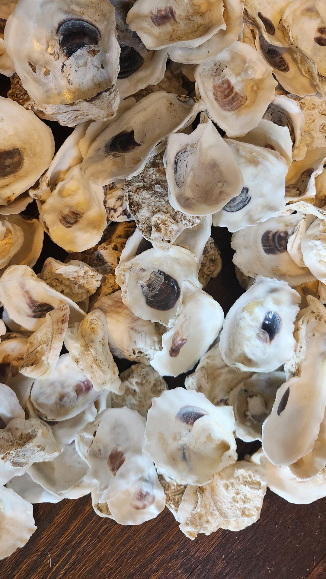 3 Pounds of Curly Oyster Shells From Connecticut, Beach Theme Place ...