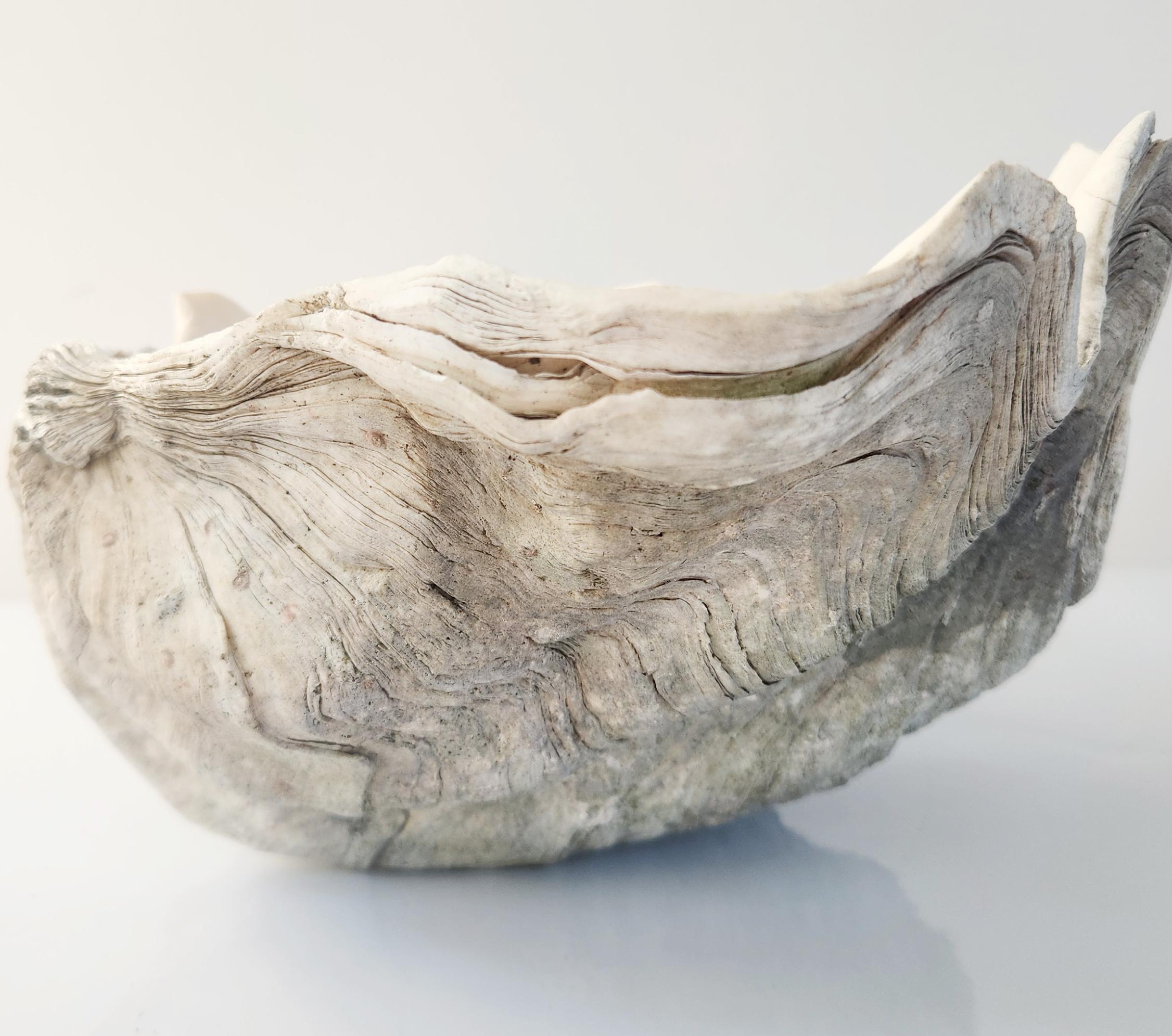 RARE Vintage Giant Tridacna Clam Shell – Natural Coral Reef Specimen ...