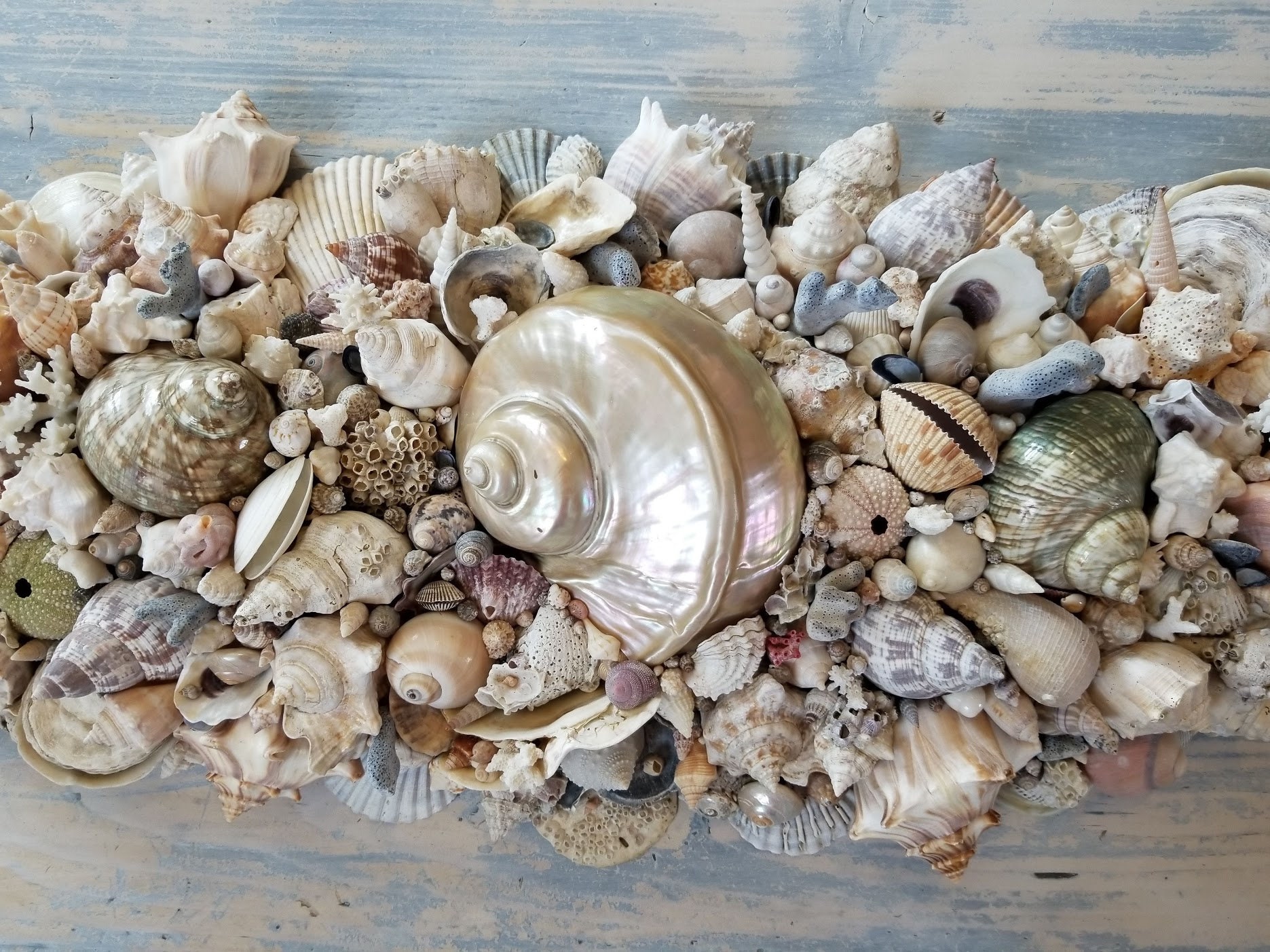 Sea Shell-Encrusted White Washed Wooden Trunk Beach Coastal | Etsy