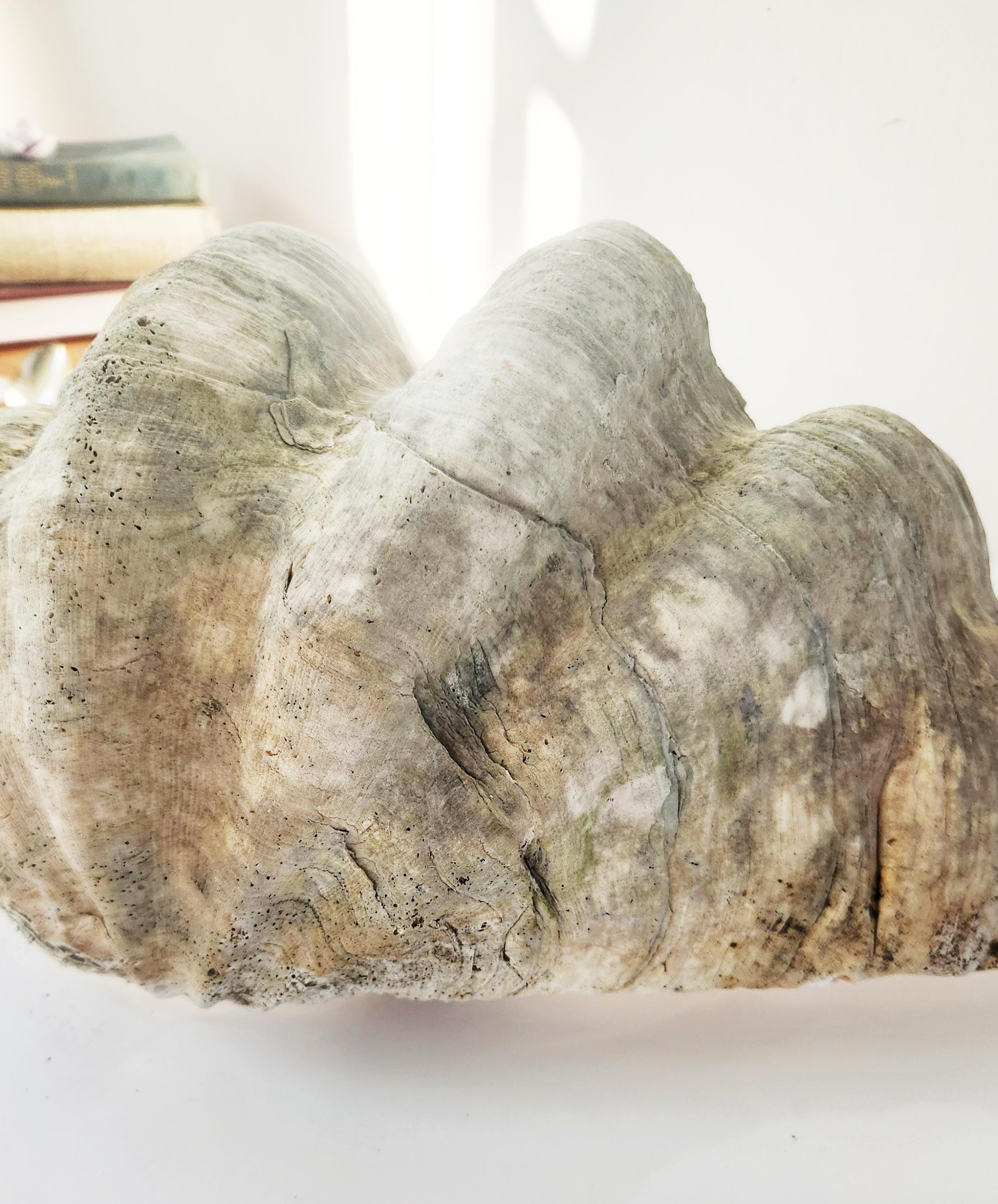 RARE Vintage Giant Tridacna Clam Shell – Natural Coral Reef Specimen ...