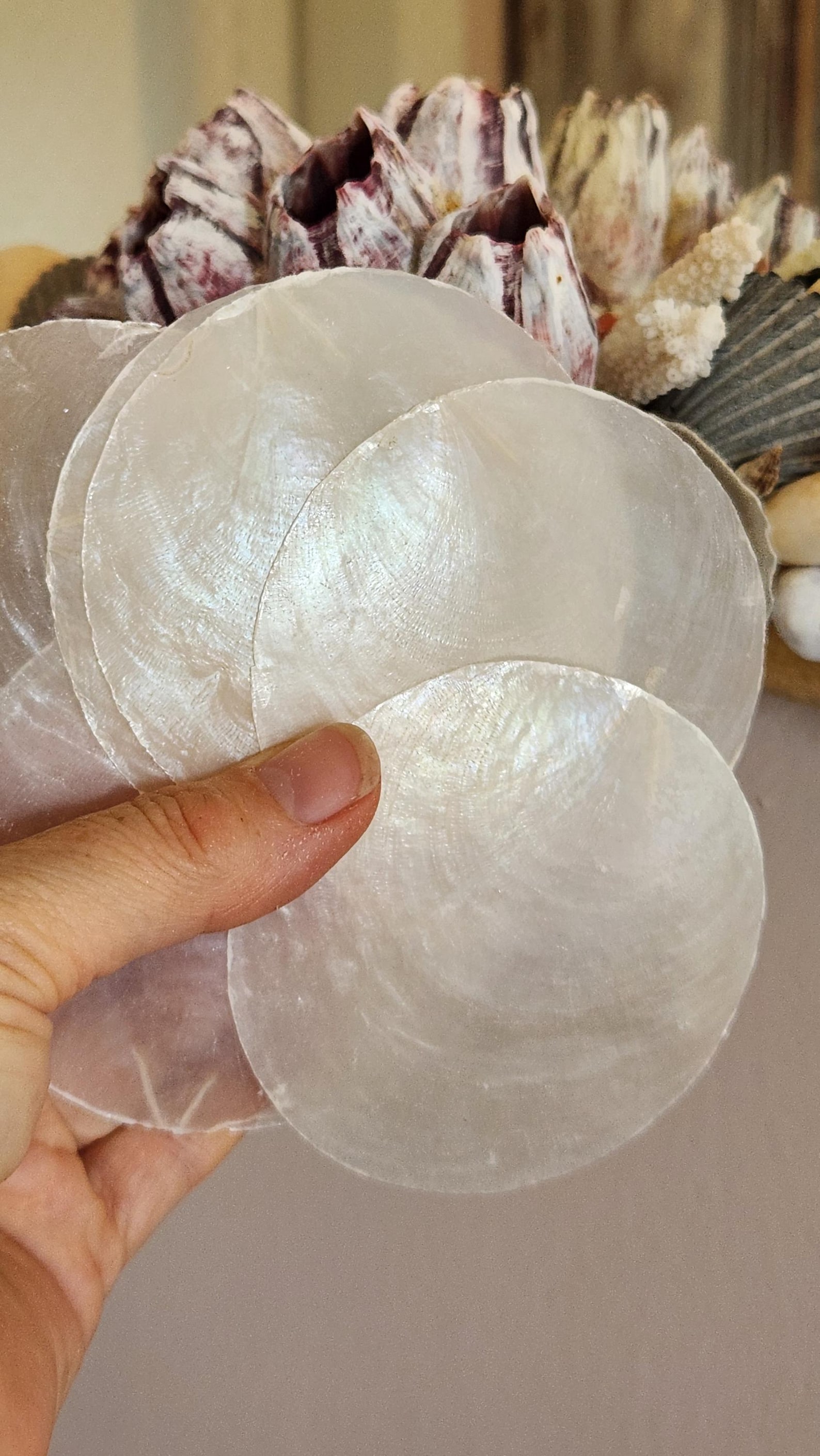 Shell Place Cards, Bulk Buy Capiz Seashells Round 3" Flat Shells ...