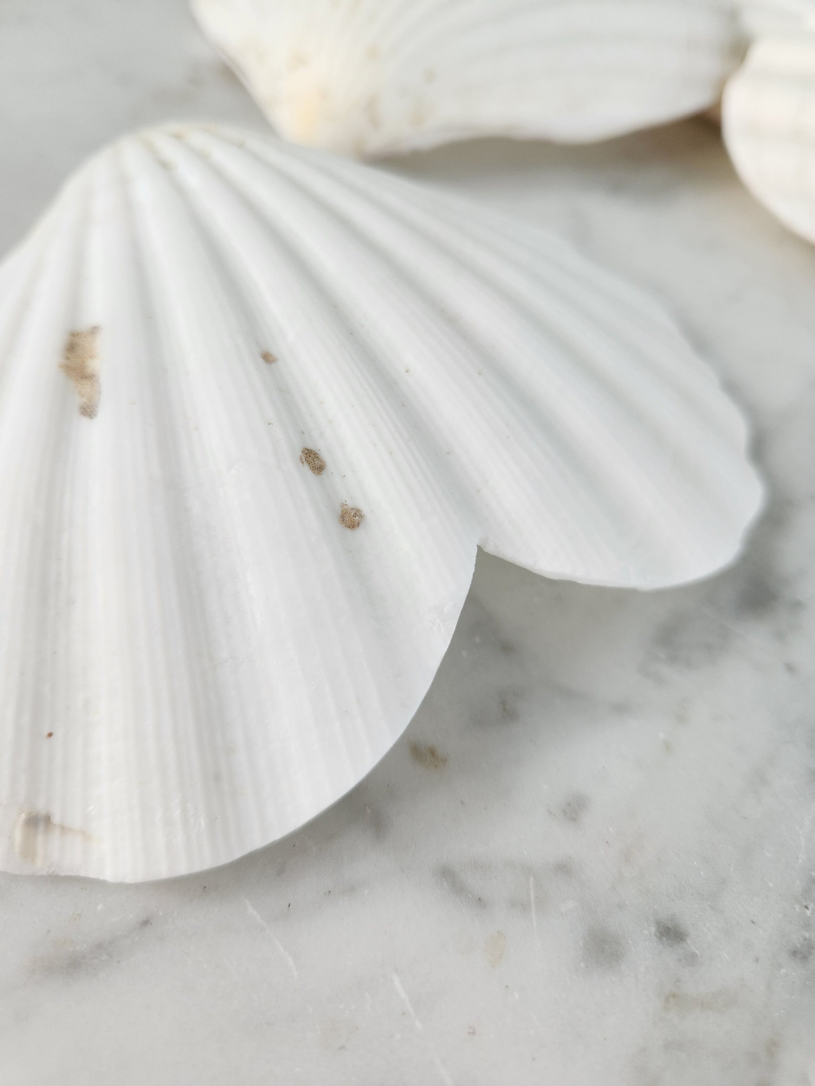 Heart Shaped Irish Baking Shells, Decoupage Scallop, Wedding Decoration ...