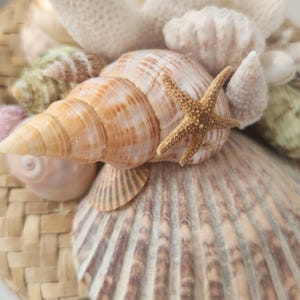 Coastal Grandma Sea Shell Toilet Paper Storage, Sea Shell Table Décor ...