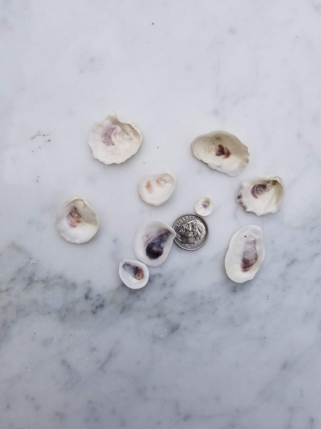 Mini Oyster Shells, Size up to 1.25" Set / 40 Oyster Shells, Oyster ...