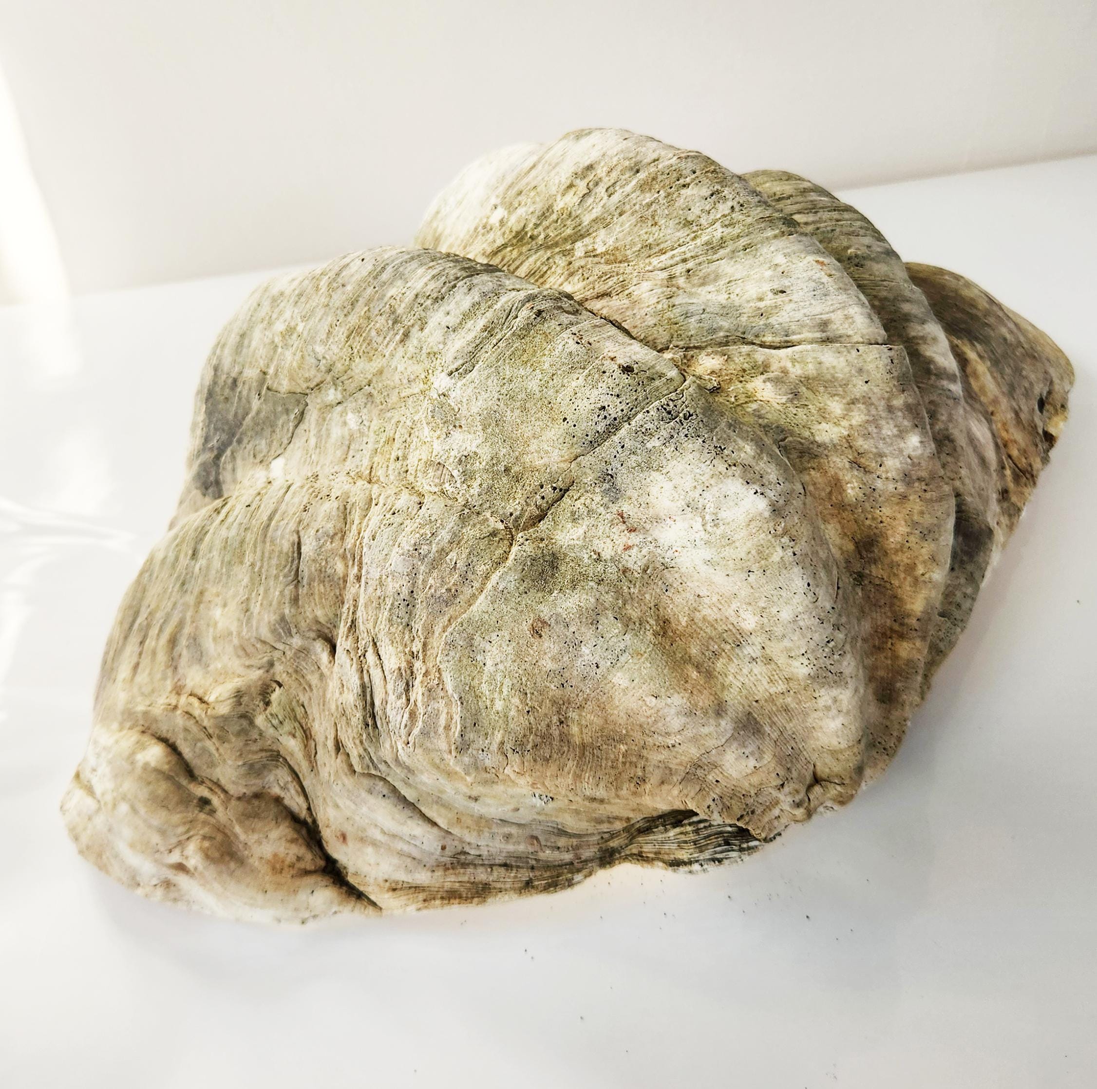 RARE Vintage Giant Tridacna Clam Shell – Natural Coral Reef Specimen ...