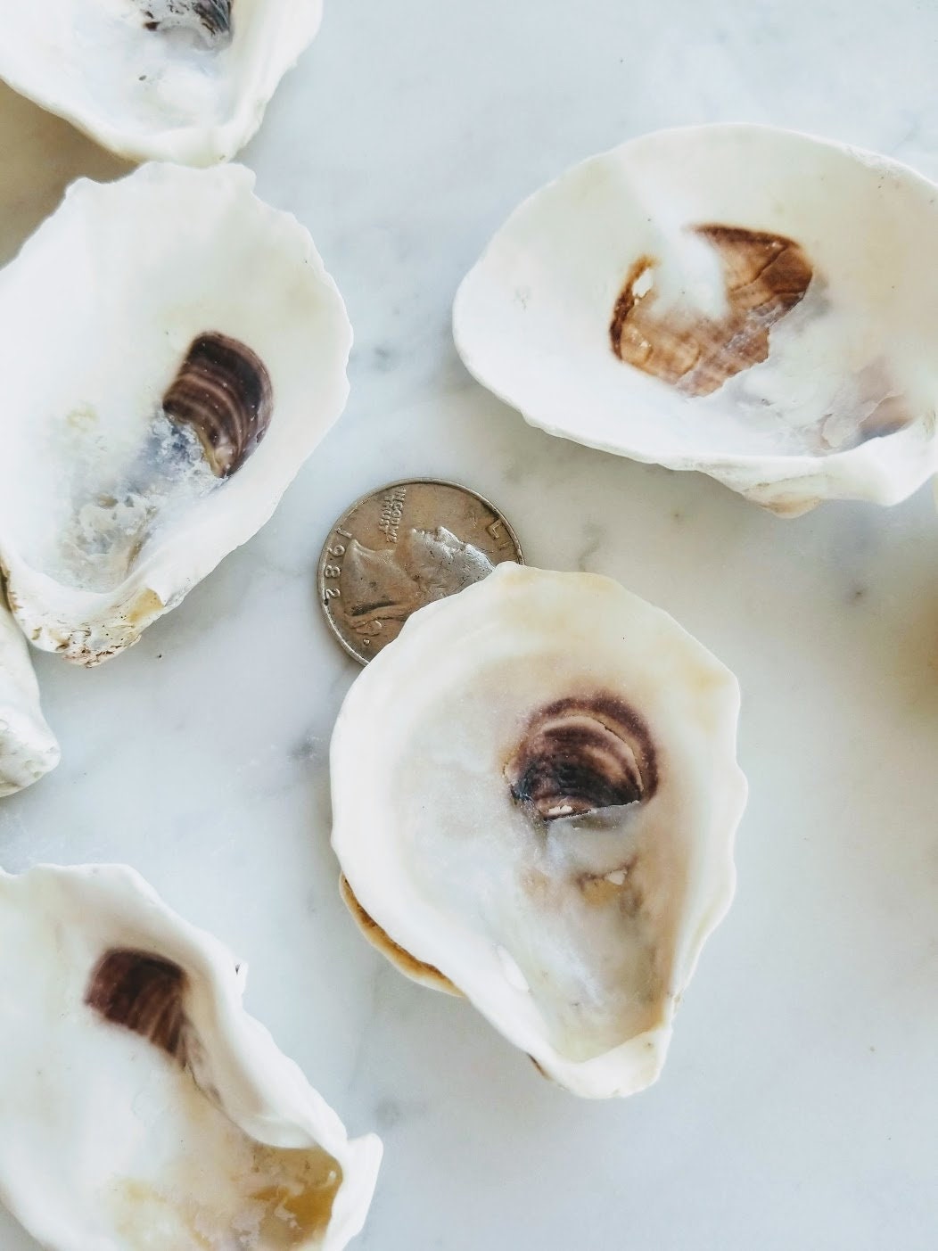 Medium Oyster Shells Size 2 to 2.5 set of 20 Oyster | Etsy