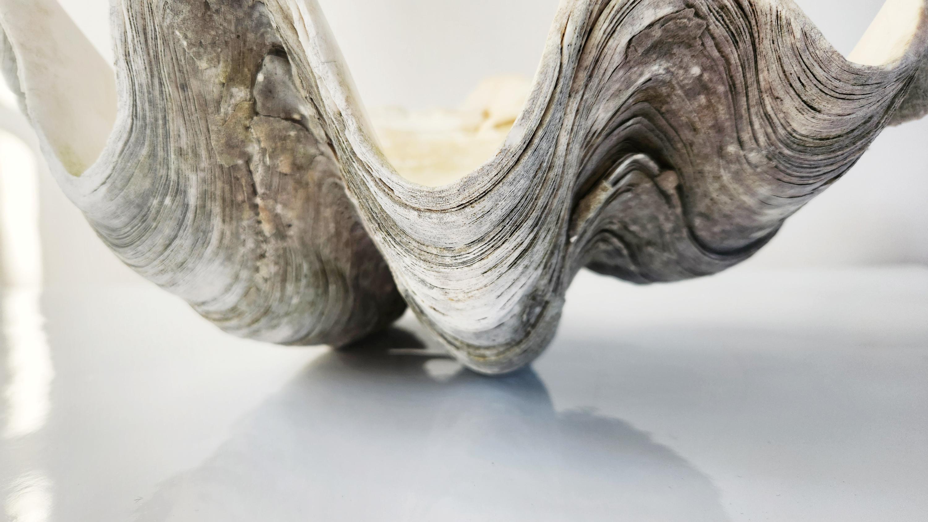 RARE Vintage Giant Tridacna Clam Shell – Natural Coral Reef Specimen ...
