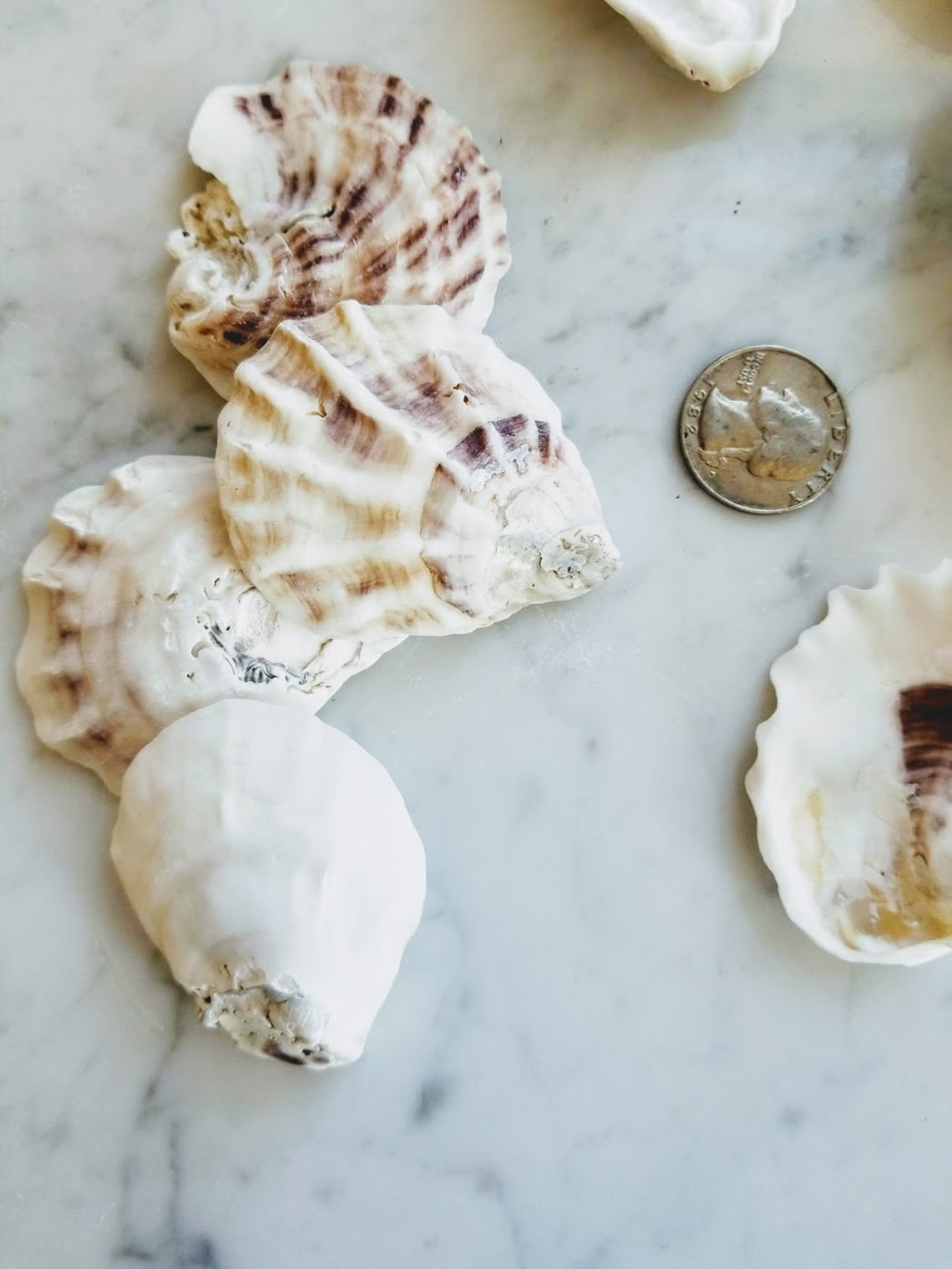 Medium Oyster Shells Size 2 to 2.5 Set of 20 Oyster - Etsy