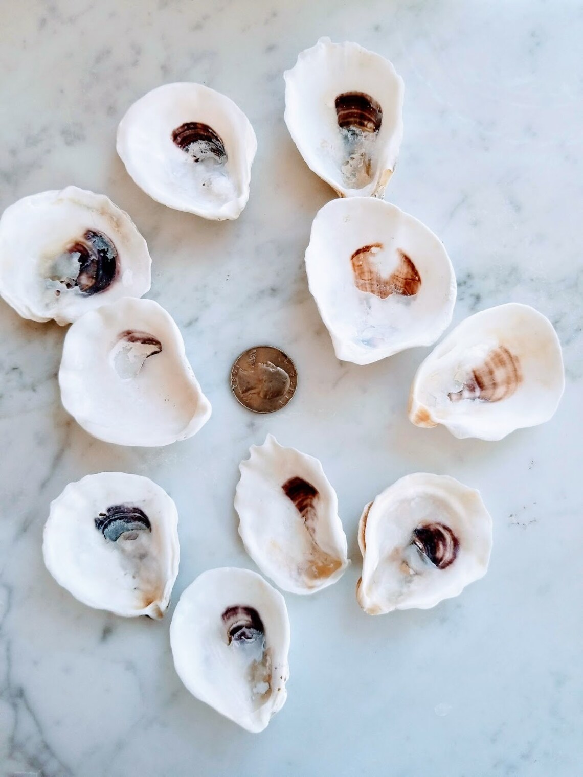 Medium Oyster Shells Size 2 to 2.5 Set of 20 Oyster - Etsy