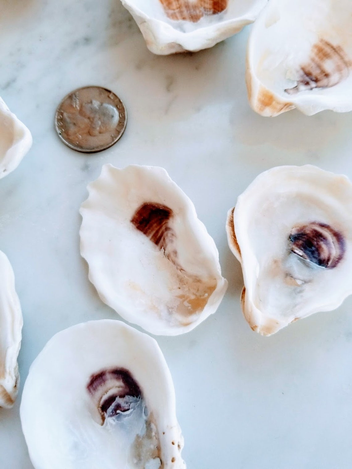 Medium Oyster Shells Size 2 to 2.5 set of 20 Oyster | Etsy