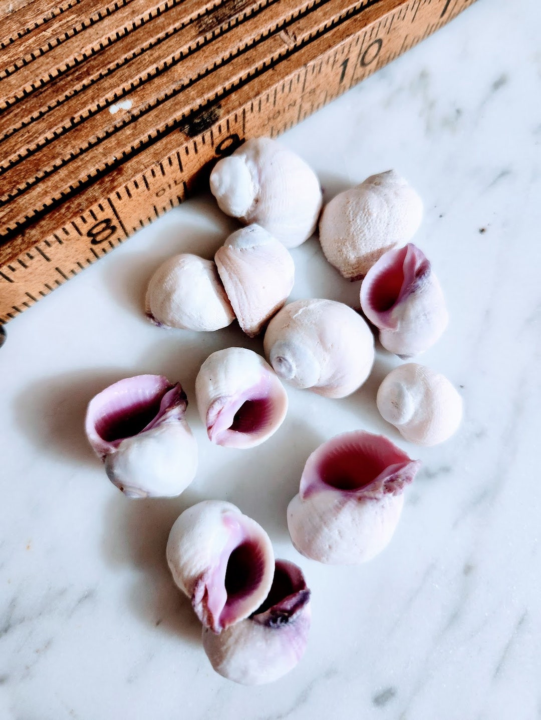 Cebu Beauty Nerita Shell Violet 'coral' Seashells Purple Lavender ...