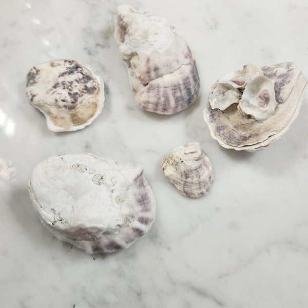 Top and Bottom of Shell - Etsy