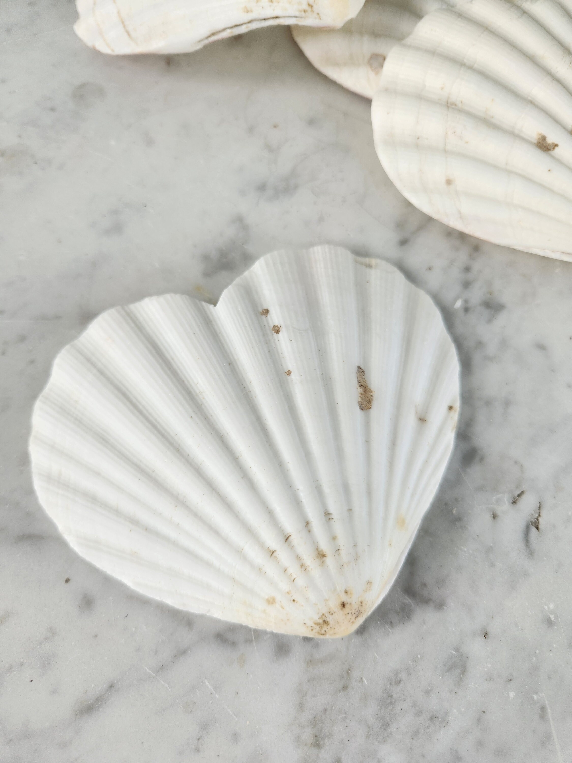 Heart Shaped Irish Baking Shells, Decoupage Scallop, Wedding Decoration ...